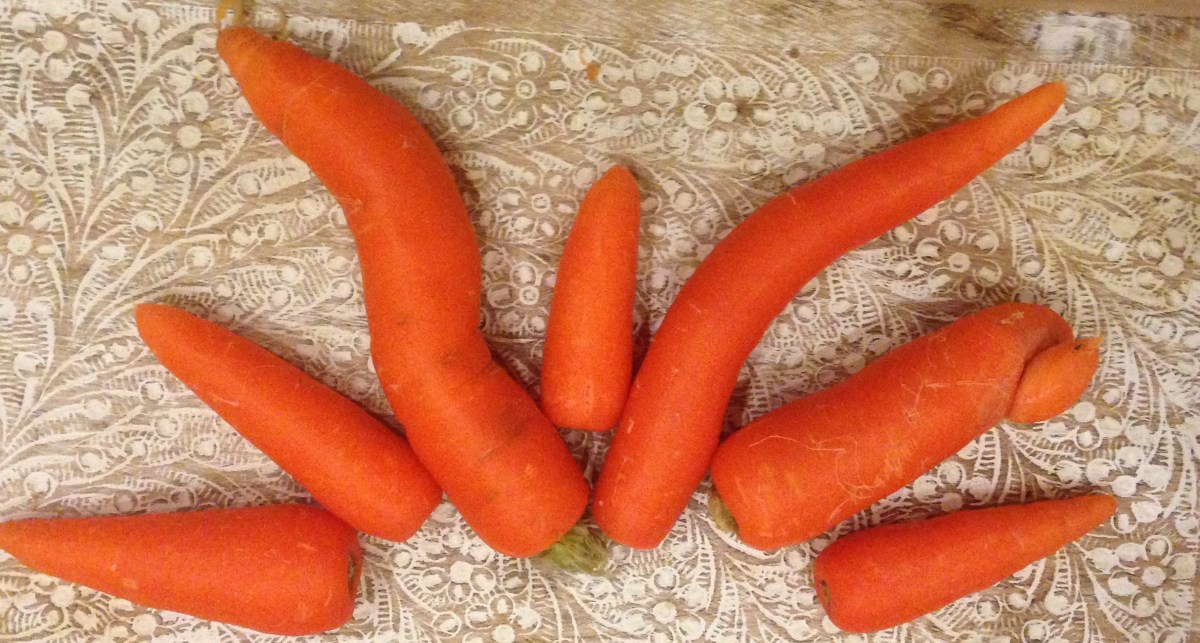 #56 Try and Grow a Dead-Straight Carrot | outsidethesquare101